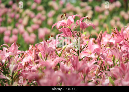 pile of beautiful pink lilies flower in lily garden Stock Photo - Alamy