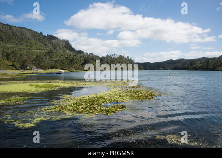 Jetty on Lake Ohakuri with water lilies and lush forest at the ...