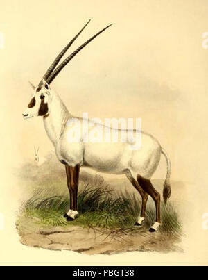 1617 The book of antelopes (1894) Oryx gazella Stock Photo - Alamy