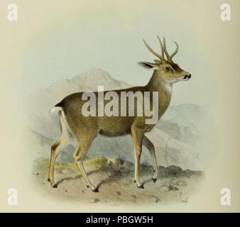 1627 The deer of all lands (1898) Peruvian guemal white background ...