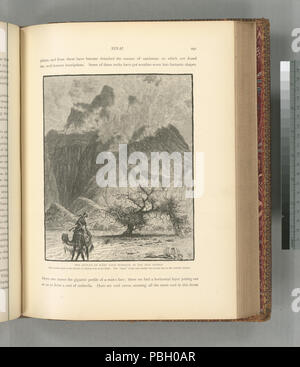 The Acacia seyal is the shittah or shittim tree of the Bible Stock ...