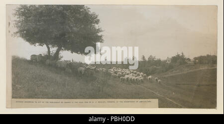 1664 The pasture land (HS85-10-24500 Stock Photo - Alamy