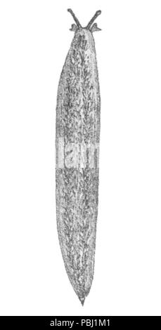 3 Vaginulus sinensis Stock Photo - Alamy