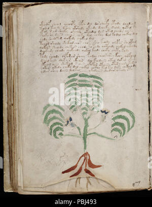 The Voynich Manuscript, a mysterious and undecoded text, features a mix ...