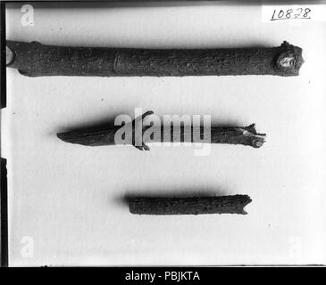 The Western College tree bark specimens from 1911 document the ...