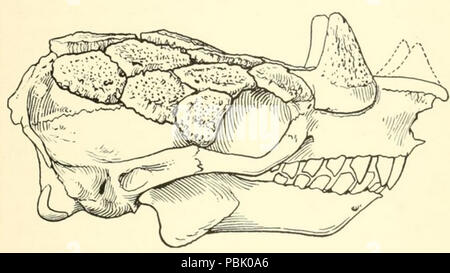 Peltephilus ferox skull Stock Photo - Alamy