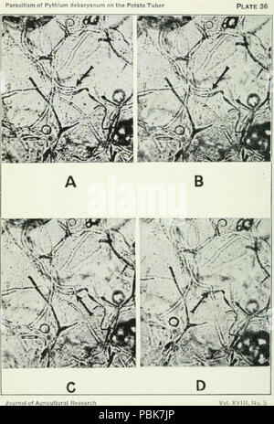 1168 Parasitism of pythium debaryanum hesse on the potato tuber 415 ...