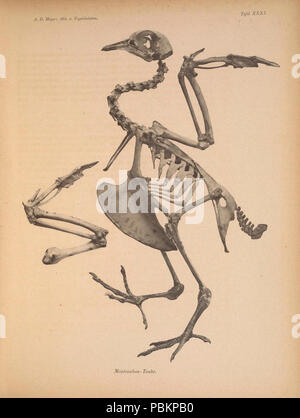 Abbildungen von Vogel-Skeletten Berlin s.n. 1879-1897 birds anatomy ...