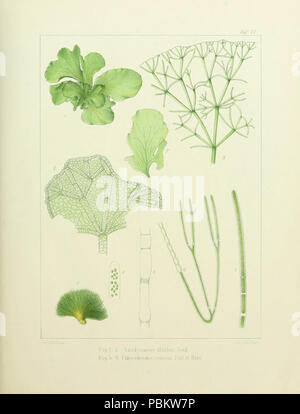 Abhandlungen aus dem Gebiete der Naturwissenschaften BHL11838349 Stock ...