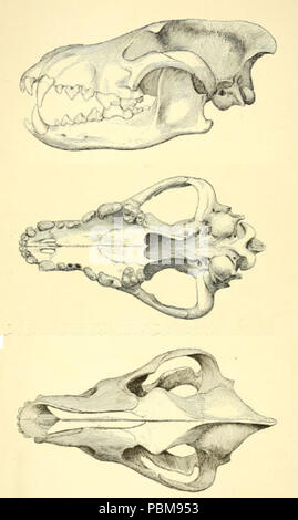 Dire wolf (Canis dirus) skull, extinct from the Ice Age, La Brea Tar ...