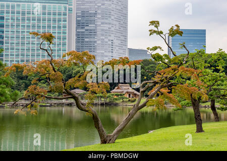 Teahouse viewed through the branches of a v-shaped tree with ...