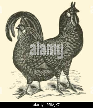 La Fleche Chickens Stock Photo - Alamy