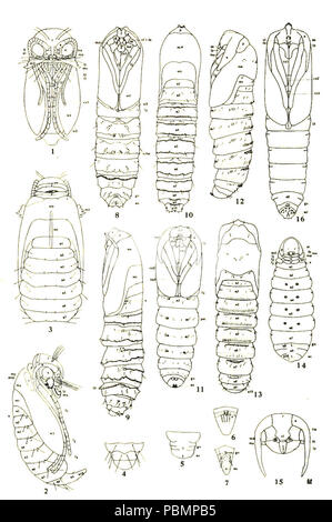 Lepidopteran pupae are the pupal stage of butterflies and moths, where ...