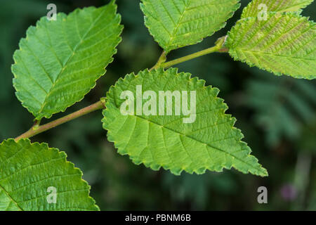 smooth-leaf elm (Ulmus minor, Ulmus campestris, Ulmus carpinifolia ...