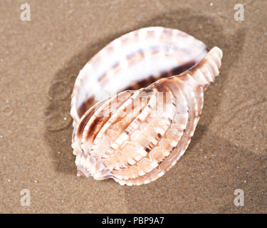 The Mollusc shell is typically an exoskeleton which encloses the animal ...