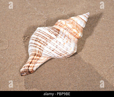 The Mollusc shell is typically an exoskeleton which encloses the animal ...