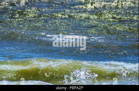 Flying seagulls, top view silhouette. Bird flies over the sea. Seagulls ...
