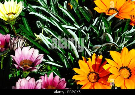 Coloful treasure flower Stock Photo - Alamy