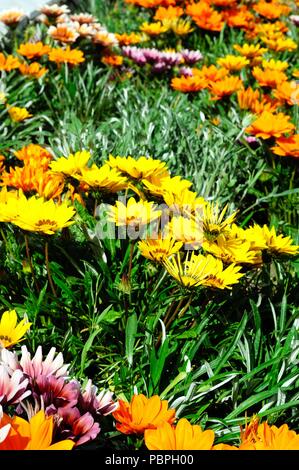 Coloful treasure flower Stock Photo - Alamy