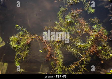 Common Bladderwort Utricularia vulgaris leaves underwater with insect ...