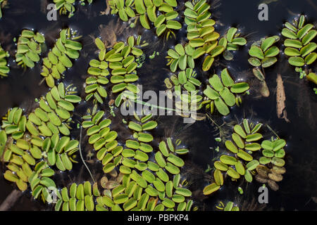 Floating aquatic fern Salvinia natans known as floating watermoss ...