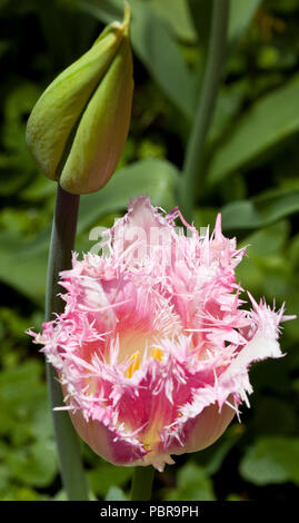 Tall green spiky plants are beautiful in the garden in Florida Stock ...