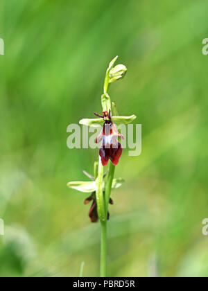 tiny Fly Orchid (Ophrys insectifera) resembles a Bluebottle fly but ...