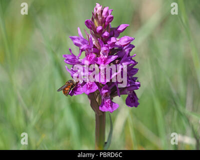 Rhyngia Campestris, Common Snout Hoverfly with prominent snout on ...