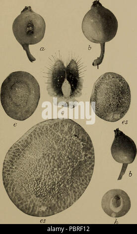 "The Codling Moth" (1903 Stock Photo - Alamy