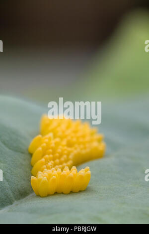 Butterfly eggs on a purple sprouting leaf Stock Photo - Alamy