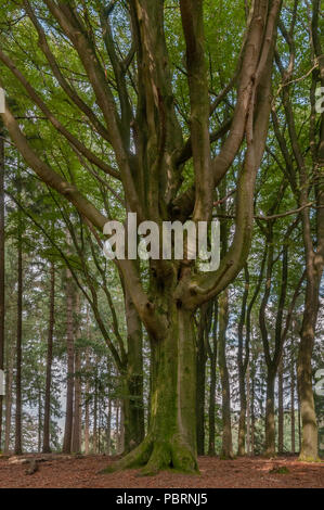 Sunny beech and pine forest in early autumn, Salzach valley, St. Radegund, Upper Austria ...