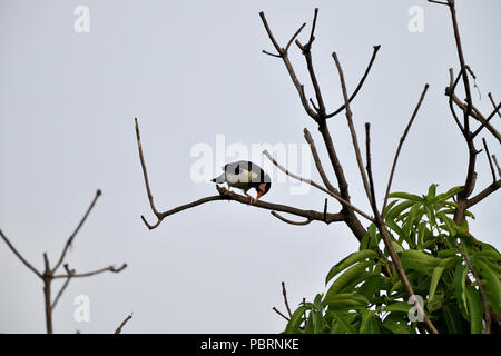 Common Myna Preening Stock Photo - Alamy