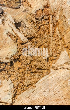 Splits, cracks and fissures in sawn end of tree cross section. Metaphor ...