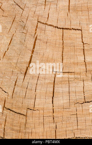 Splits, cracks and fissures in sawn end of a tree. Tree trunk rings ...