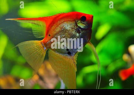 Flat, beautiful silver fish with a long fin floating among the green ...