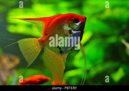 Flat silver fish with a long fin floating among the green algae Stock ...