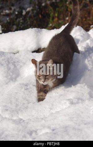 Tabby cat hunting in deep snow Stock Photo - Alamy