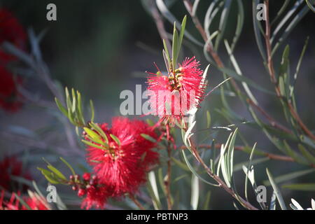 West Australian wildflower red bottlebrush callistemon shrub blooming ...