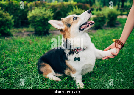 Cute Corgi dog with human body on color background Stock Photo - Alamy