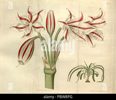 Crinum zeylanicum is a species of flowering plant in the Amaryllidaceae ...