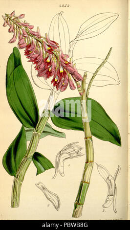 Dendrobium secundum is a species of orchid native to Southeast Asia ...