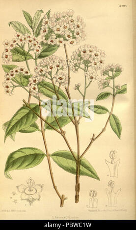 Deutzia compacta 145-8795 Stock Photo - Alamy