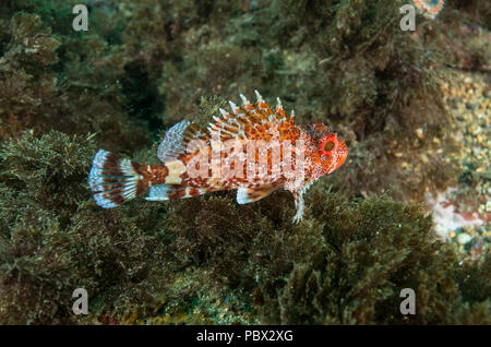 Madeira rockfish (Scorpaena maderensis Stock Photo: 37185969 - Alamy