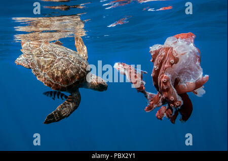 Loggerhead turtle (Caretta caretta) eating a seven-arm octopus ...