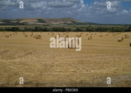 Hay bales in fields of lewes in Sussex Stock Photo - Alamy