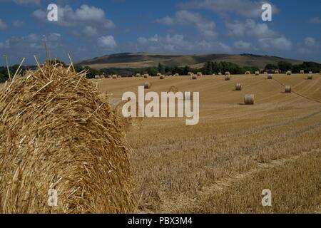 Hay bales in fields of lewes in Sussex Stock Photo - Alamy