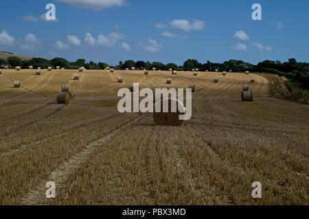 Hay bales in fields of lewes in Sussex Stock Photo - Alamy