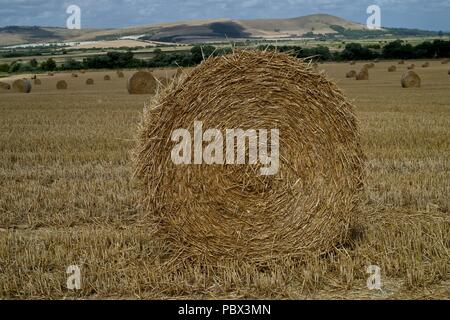 Hay bales in fields of lewes in Sussex Stock Photo - Alamy