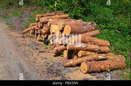Cutted tree's branches Stock Photo: 136290791 - Alamy