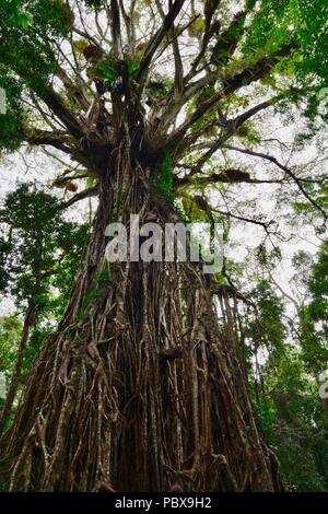 The Cathedral Fig Tree - a 500 year old, giant strangler fig in Curtain ...